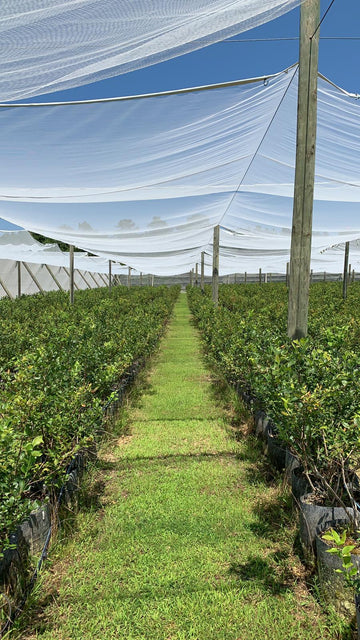 Our Blue Forest – blue forests