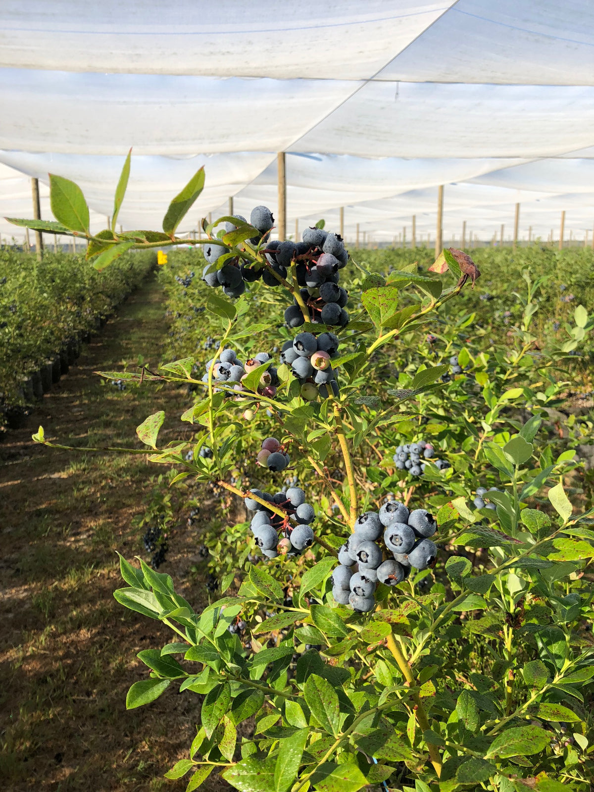 Our Story – blue forests