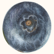 BERGEN – blue forests