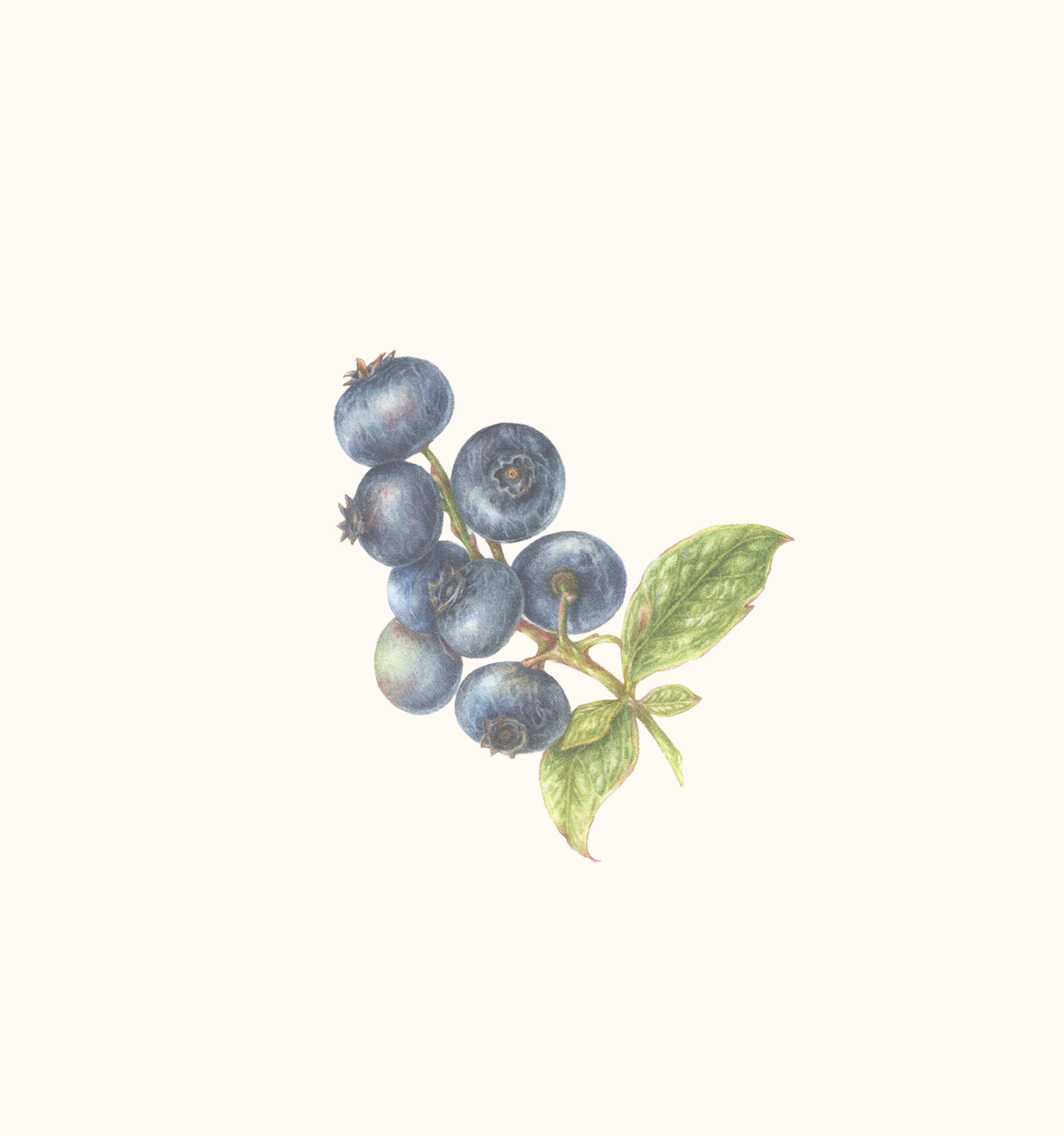Our Blue Forest – blue forests